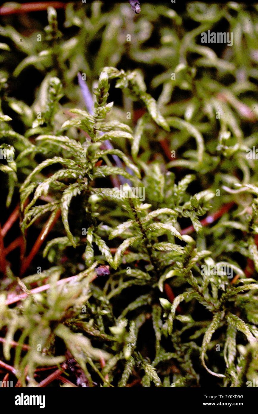 Red-stemmed Feather Moss (Pleurozium schreberi) Plantae Stock Photo - Alamy