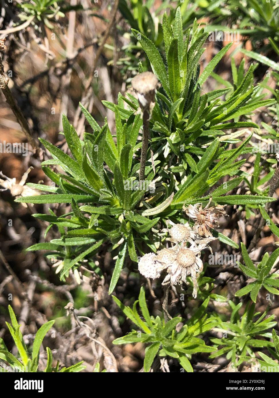 narrowleaf goldenbush (Ericameria linearifolia) Plantae Stock Photo - Alamy