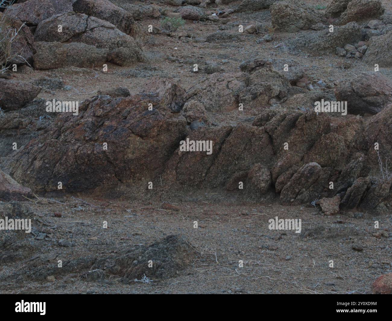 Western Rock Sengi (Elephantulus rupestris) Mammalia Stock Photo - Alamy