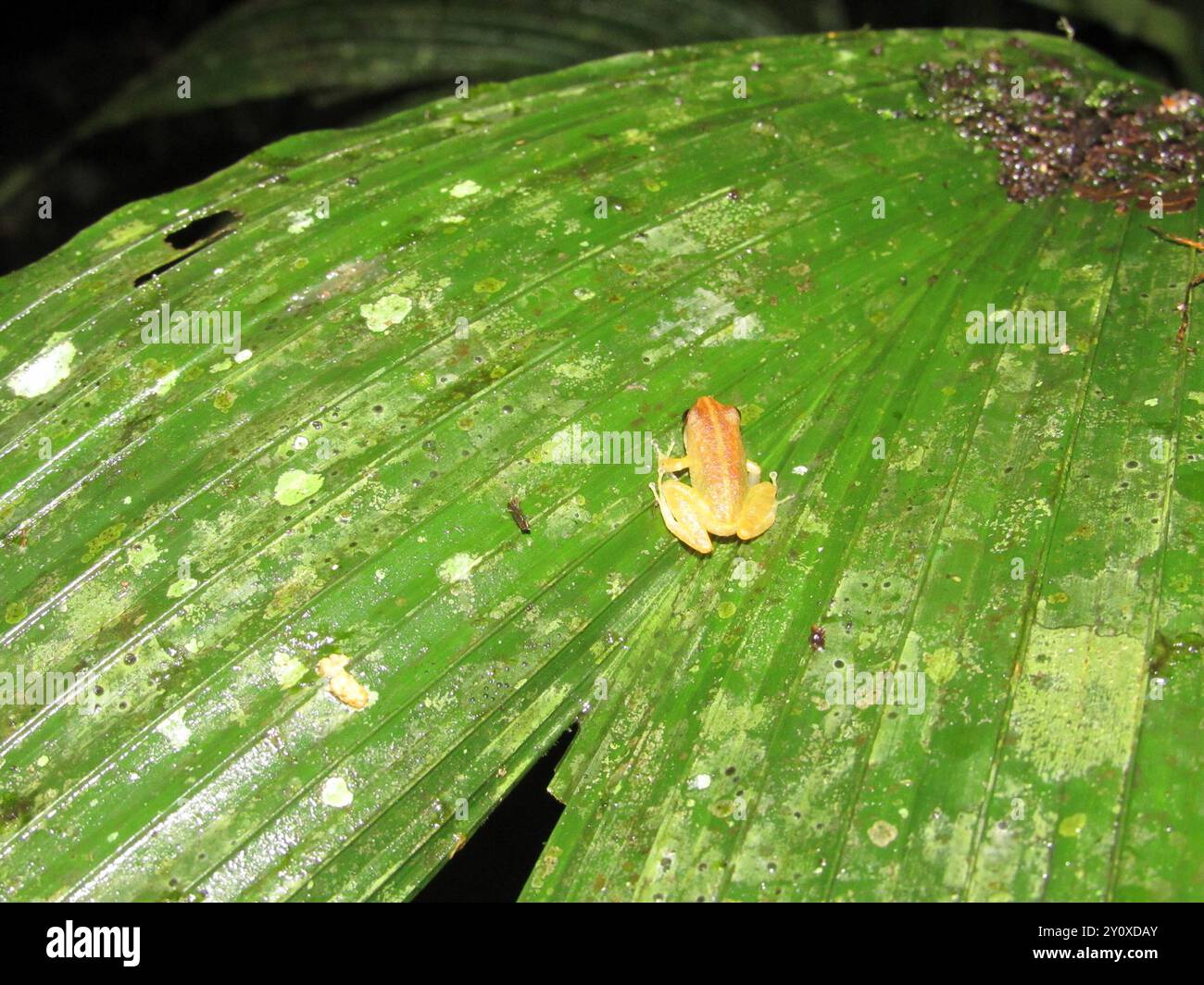 Variable Rain Frog Pristimantis Variabilis Amphibia Stock Photo Alamy