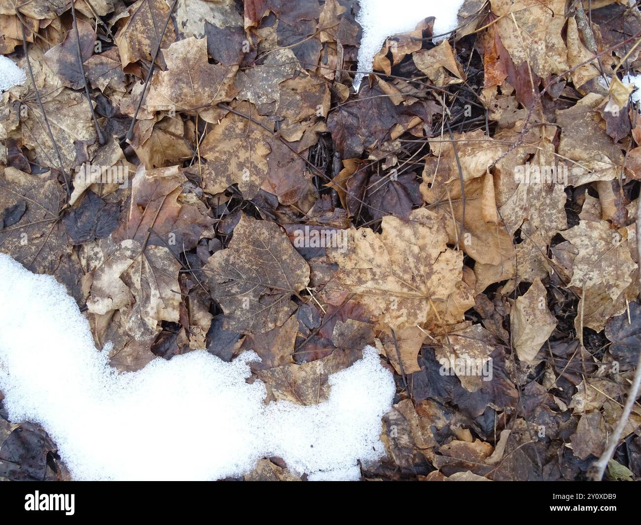 black maple (Acer nigrum) Plantae Stock Photo - Alamy