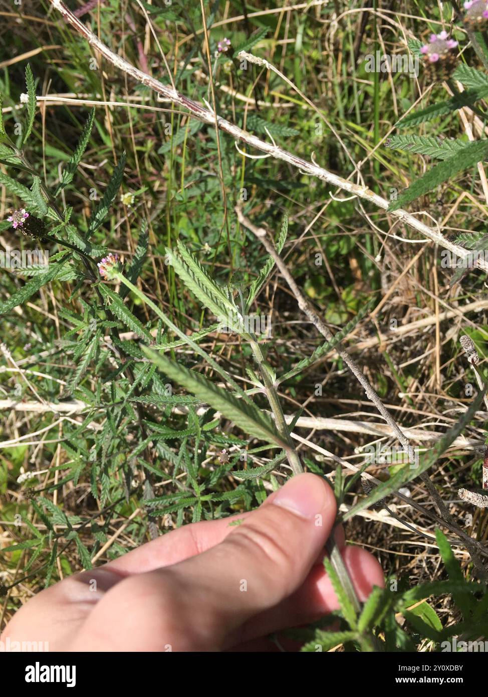 southern fogfruit (Lippia stoechadifolia) Plantae Stock Photo - Alamy