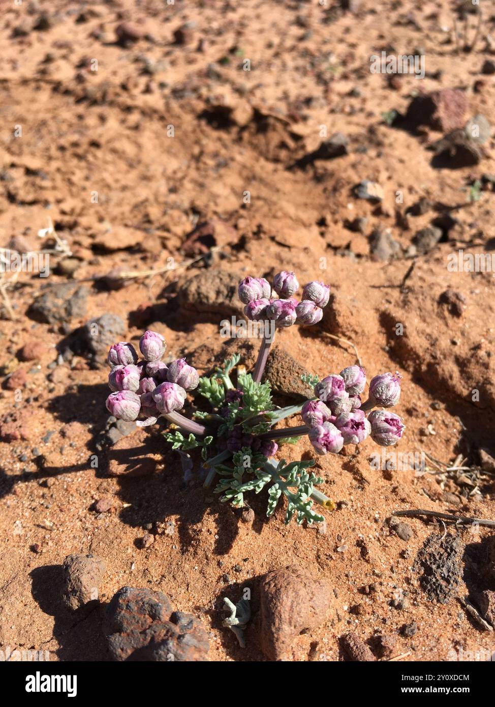 purple-nerve cymopterus (Vesper multinervatus) Plantae Stock Photo - Alamy