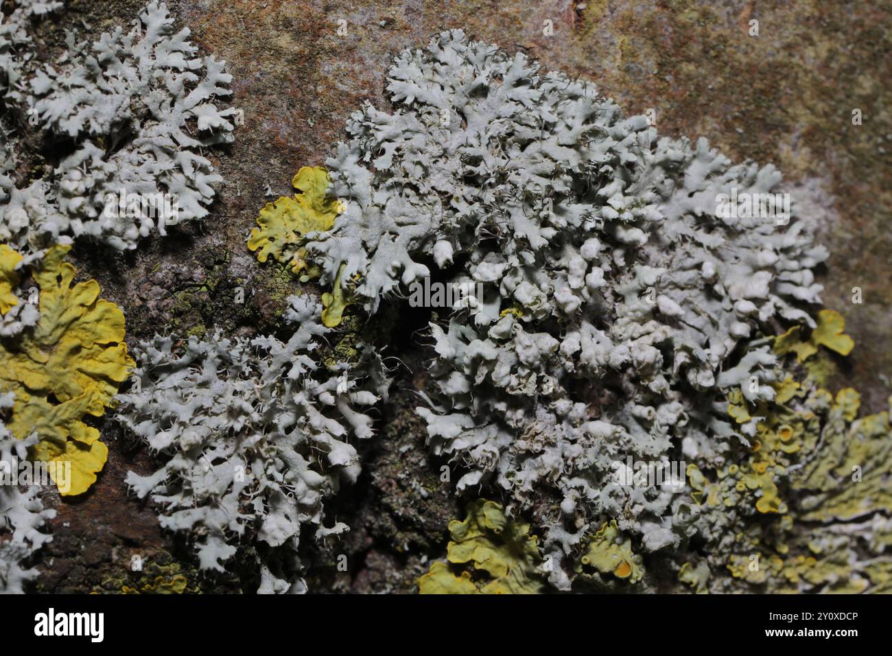 Hooded Rosette Lichen (Physcia adscendens) Fungi Stock Photo - Alamy