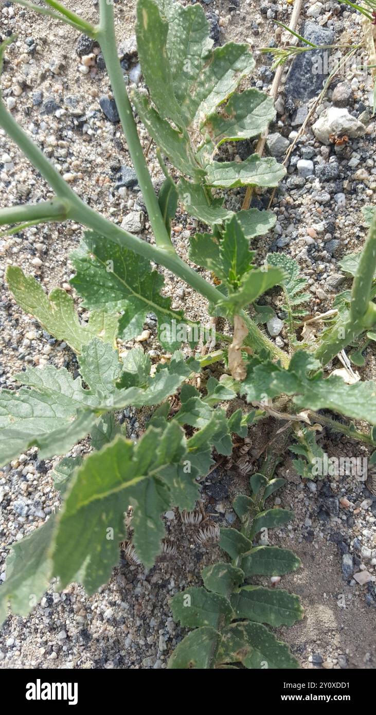 Saharan Mustard (Brassica tournefortii) Plantae Stock Photo - Alamy