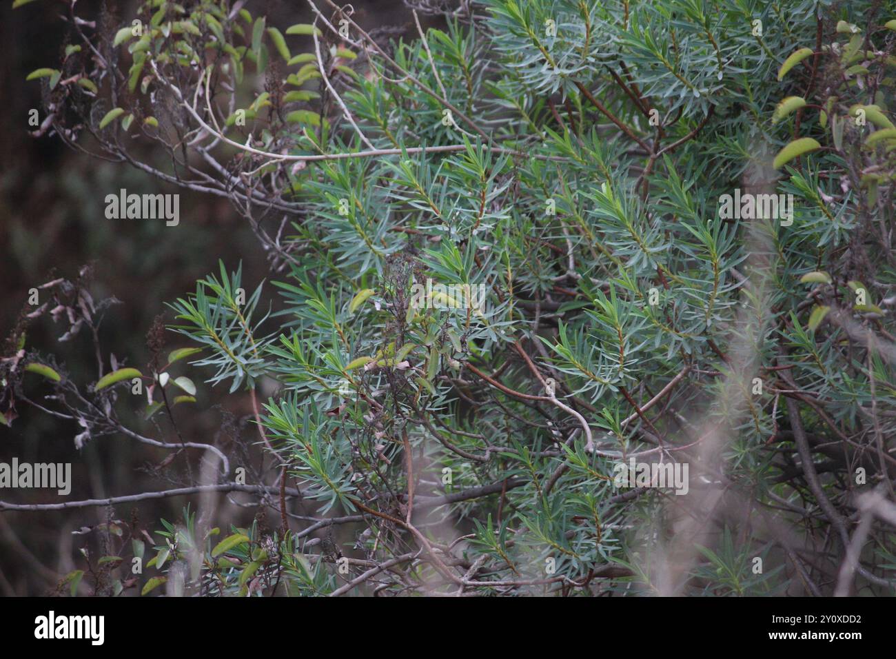 tree spurge (Euphorbia dendroides) Plantae Stock Photo - Alamy