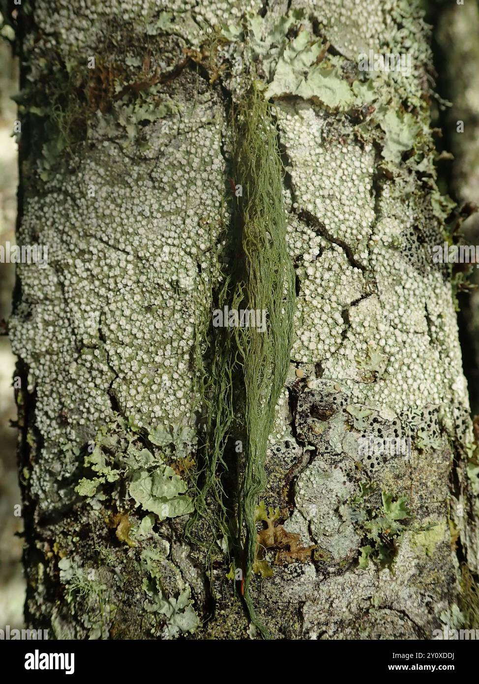 Fishbone Beard Lichen (Usnea dasopoga) Fungi Stock Photo - Alamy