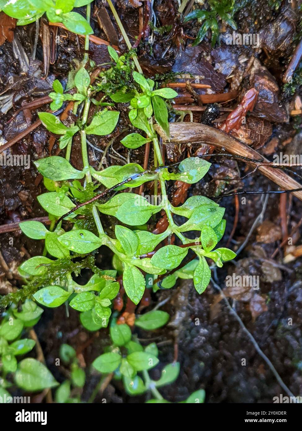 vascular plants (Tracheophyta) Plantae Stock Photo - Alamy