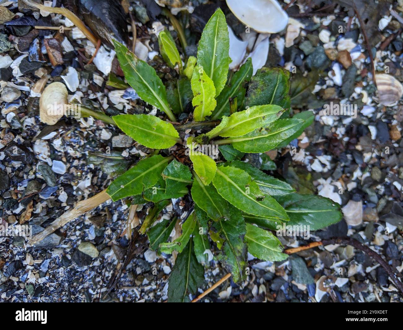 vascular plants (Tracheophyta) Plantae Stock Photo - Alamy