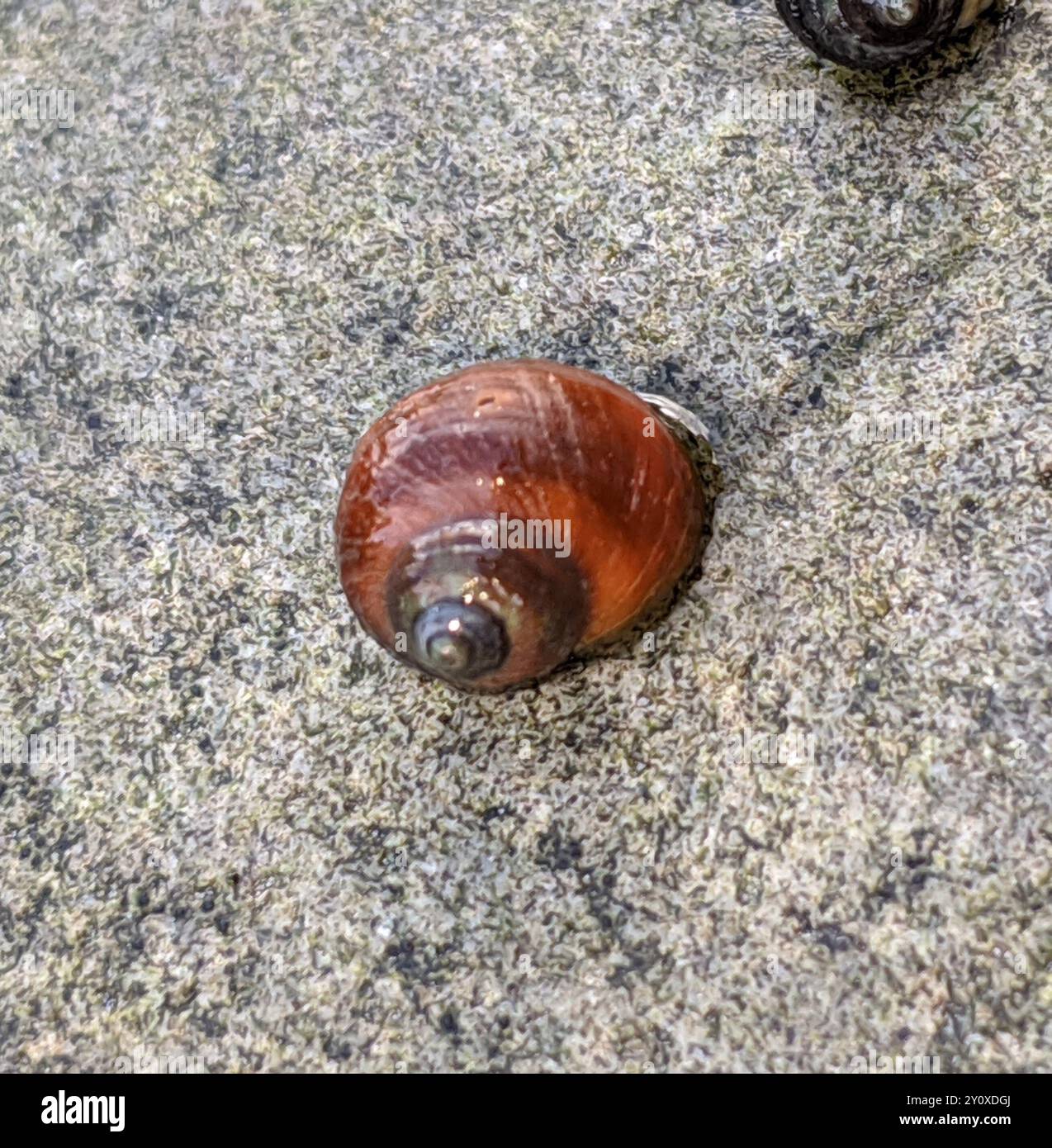 Sitka Periwinkle (Littorina sitkana) Mollusca Stock Photo - Alamy