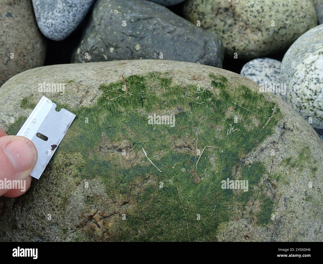 (Urospora penicilliformis) Plantae Stock Photo - Alamy