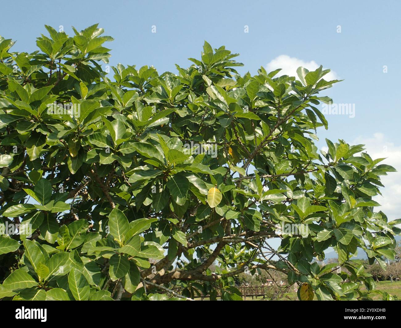 Hauili fig tree (Ficus septica) Plantae Stock Photo - Alamy