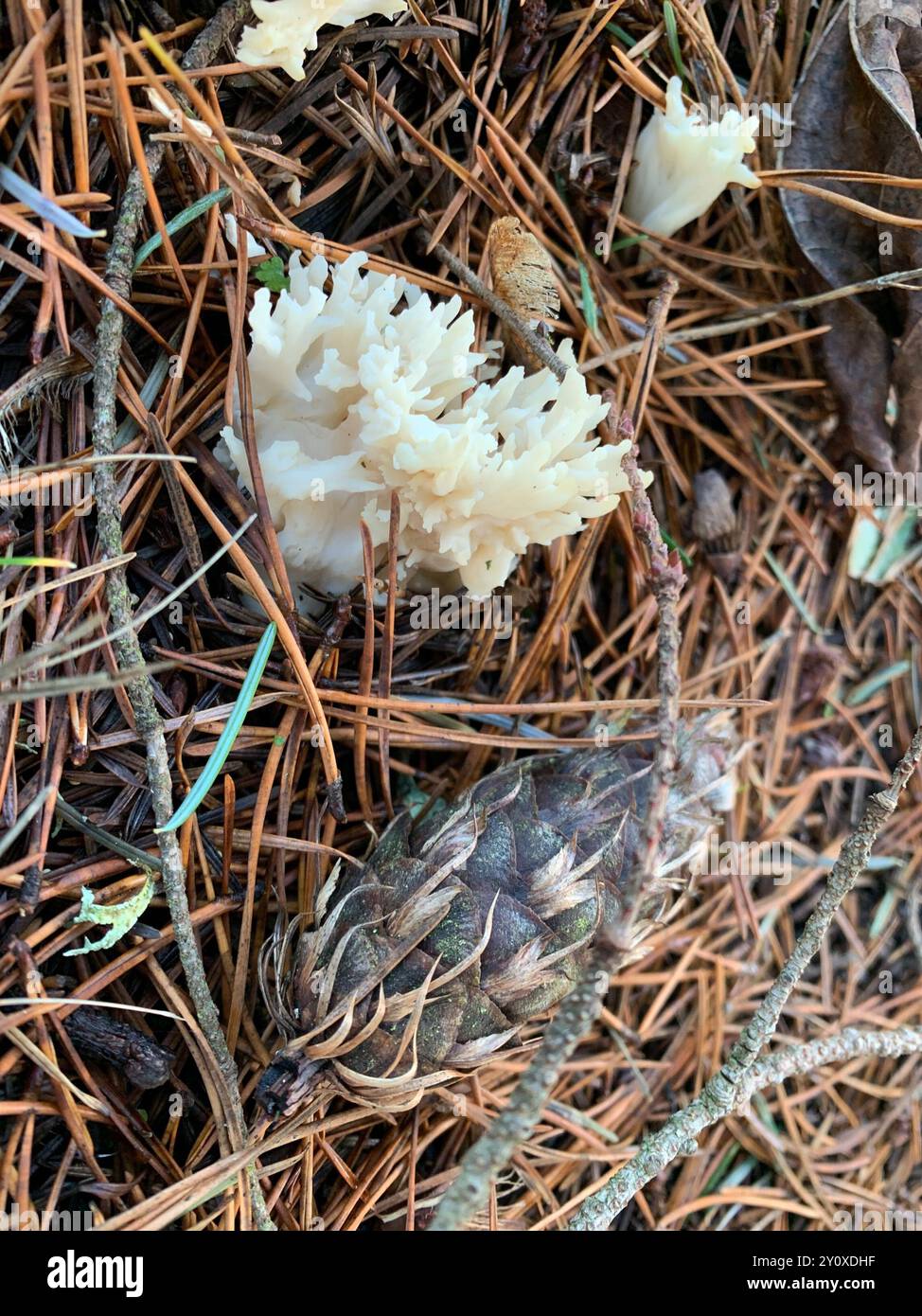 wrinkled club fungus (Clavulina rugosa) Fungi Stock Photo - Alamy