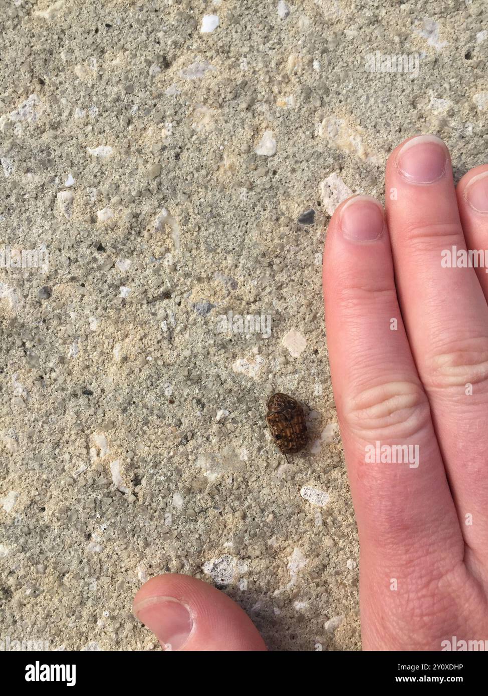 Water, Rove, Scarab, Long-horned, Leaf, and Snout Beetles (Polyphaga ...