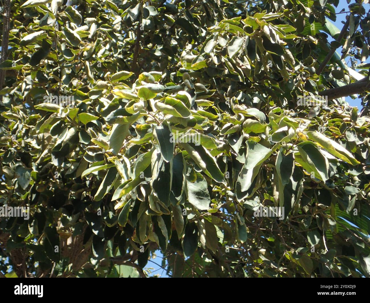 Clammy Cherry (Cordia dichotoma) Plantae Stock Photo - Alamy