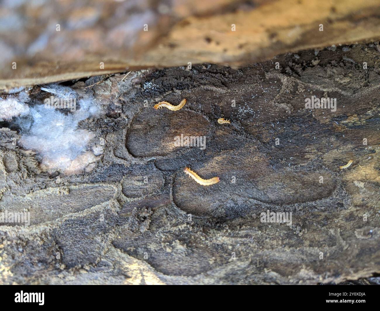 Fire-colored Beetles (Pyrochroidae) Insecta Stock Photo - Alamy