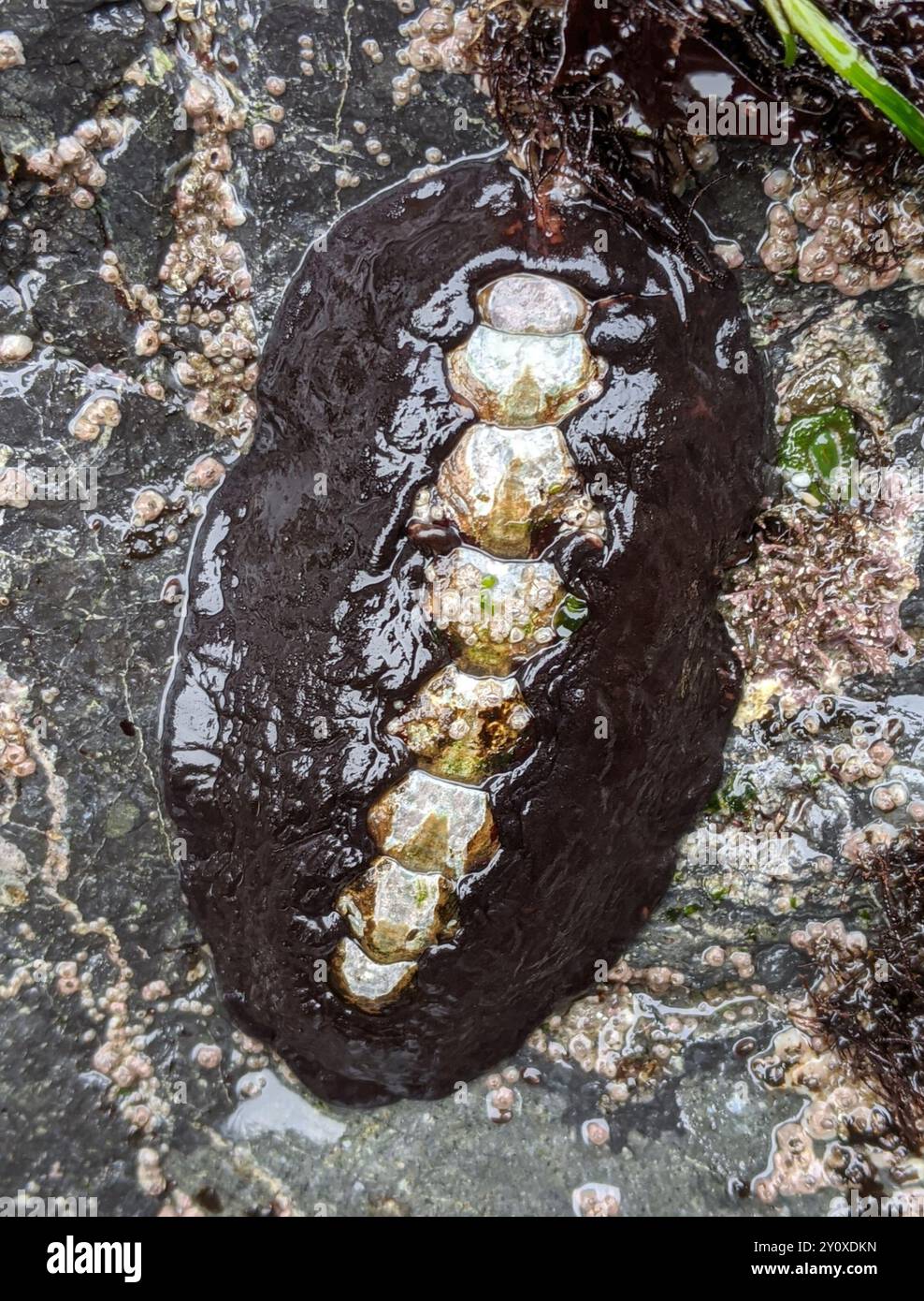 Black Leather Chiton (Katharina tunicata) Mollusca Stock Photo - Alamy