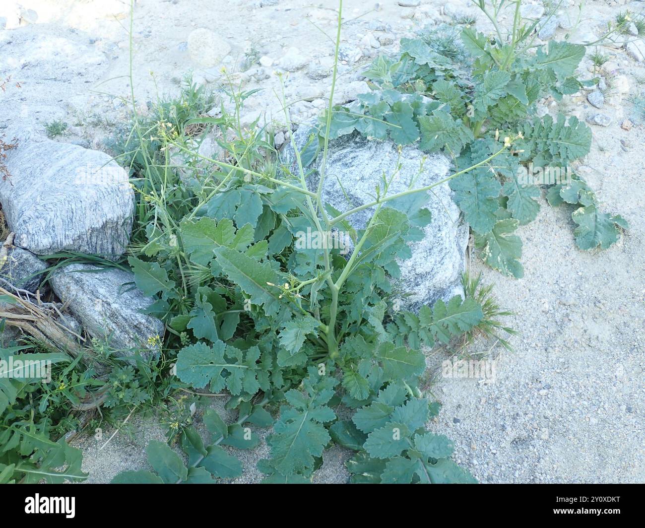Saharan Mustard (Brassica tournefortii) Plantae Stock Photo - Alamy