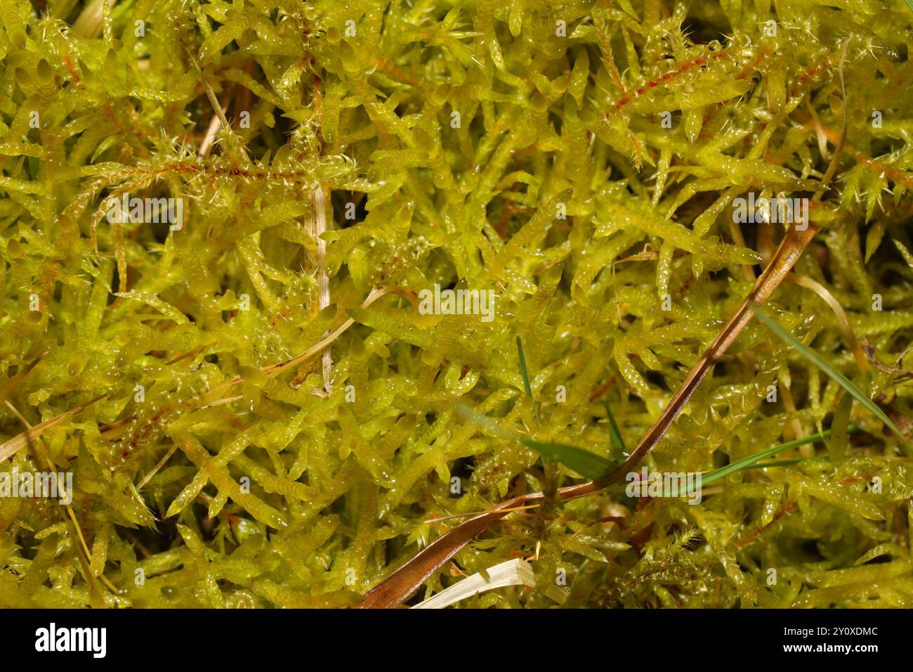 Neat Feather-moss (Pseudoscleropodium purum) Plantae Stock Photo - Alamy