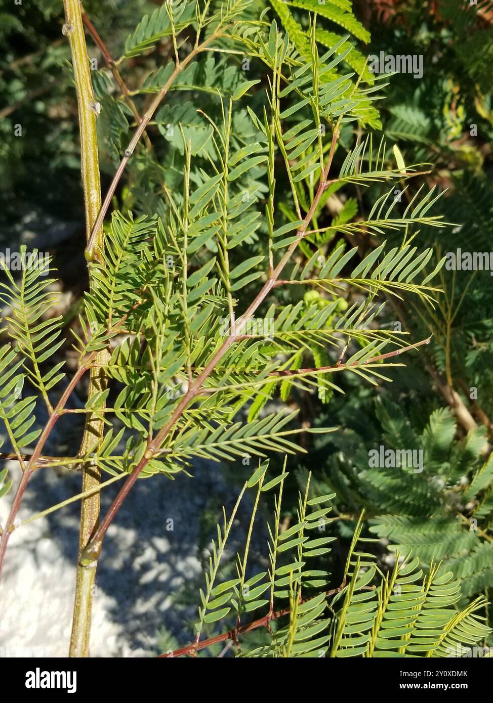 White leadtree (Leucaena leucocephala) Plantae Stock Photo - Alamy
