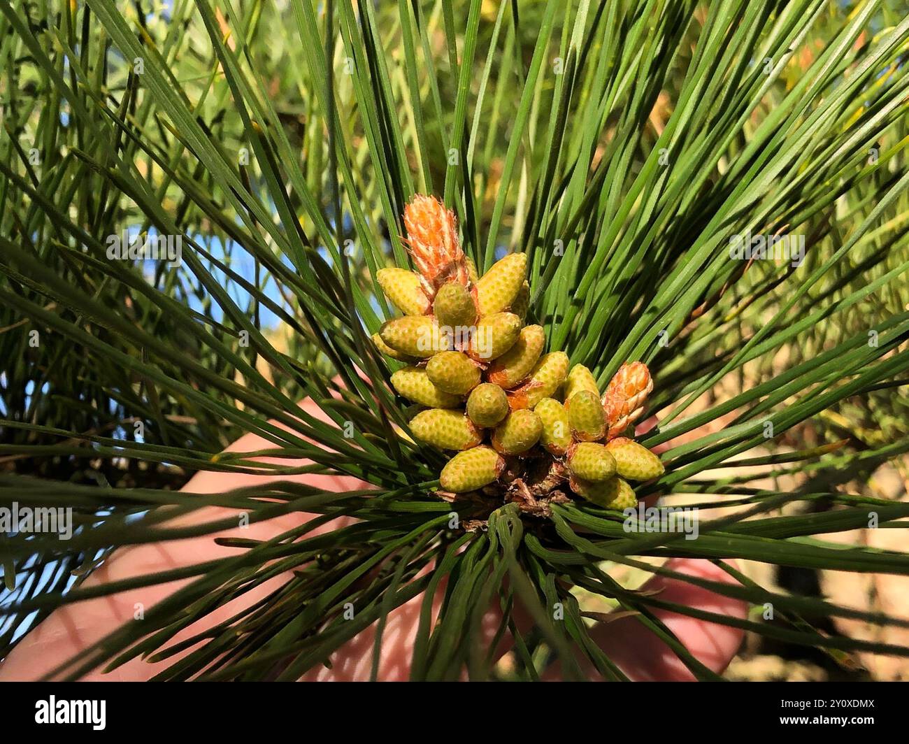 Monterey pine (Pinus radiata) Plantae Stock Photo - Alamy