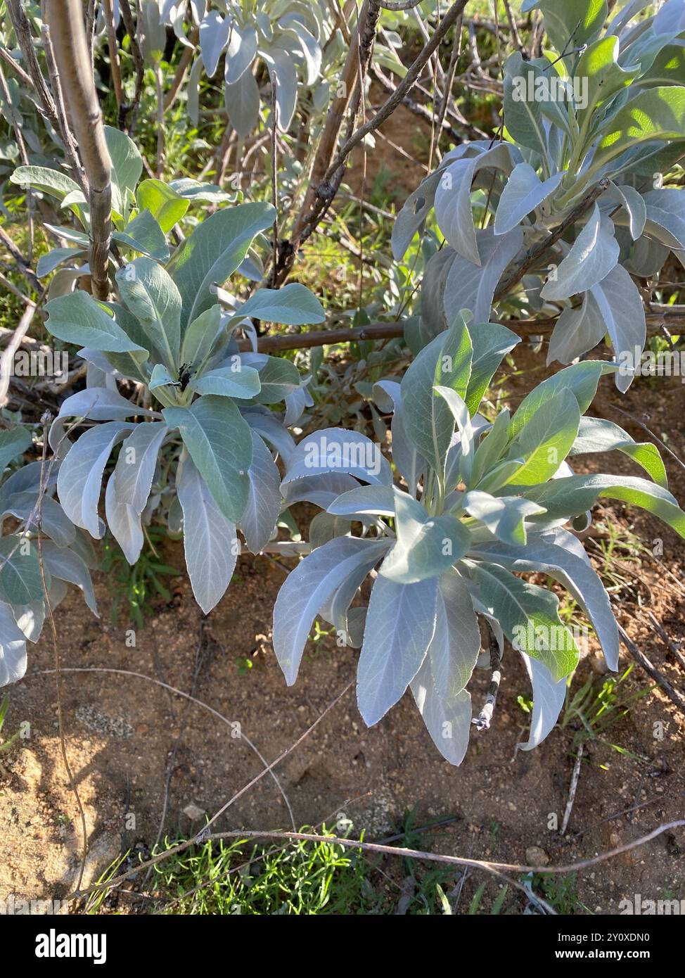 white sage (Salvia apiana) Plantae Stock Photo - Alamy