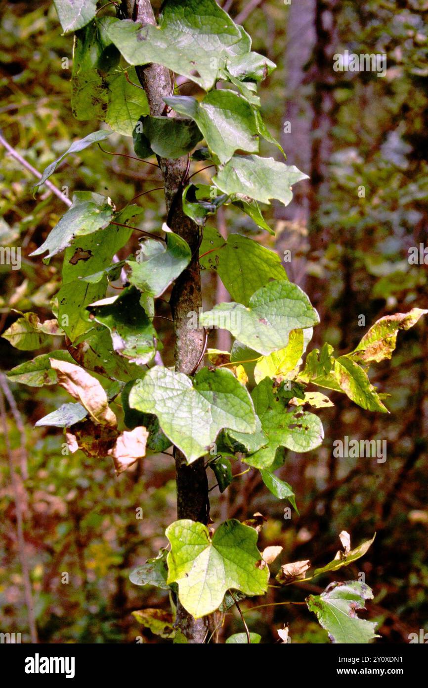 moonseed (Menispermum canadense) Plantae Stock Photo - Alamy