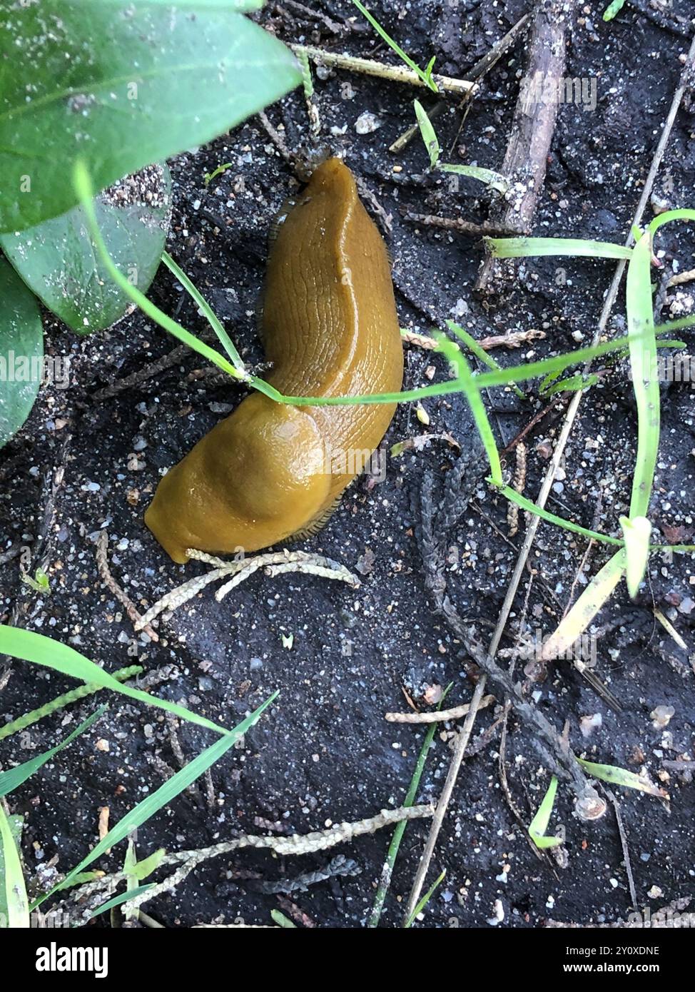 California Banana Slug (Ariolimax californicus) Mollusca Stock Photo ...