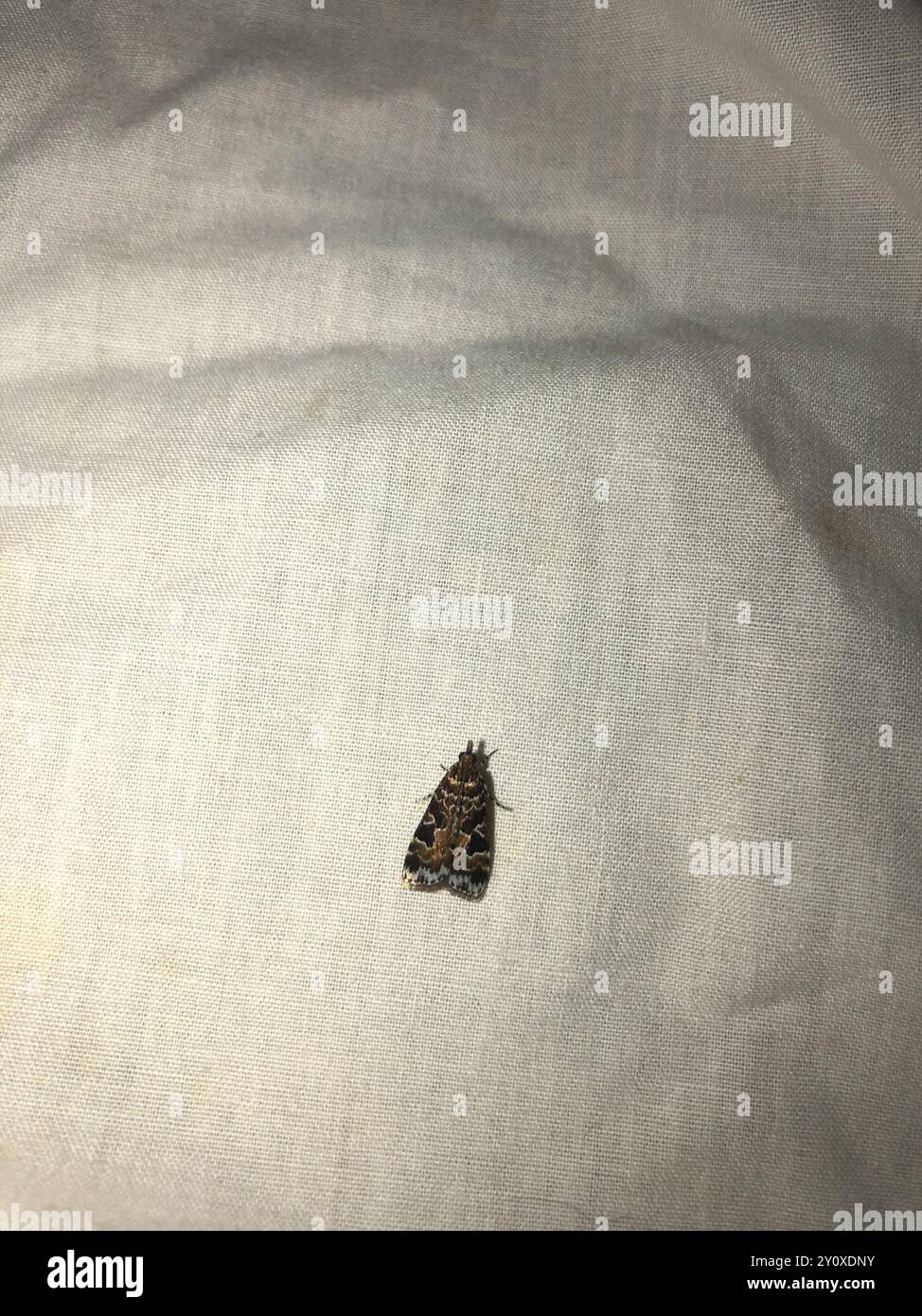 Boot Scoparia (Scoparia ustimacula) Insecta Stock Photo - Alamy