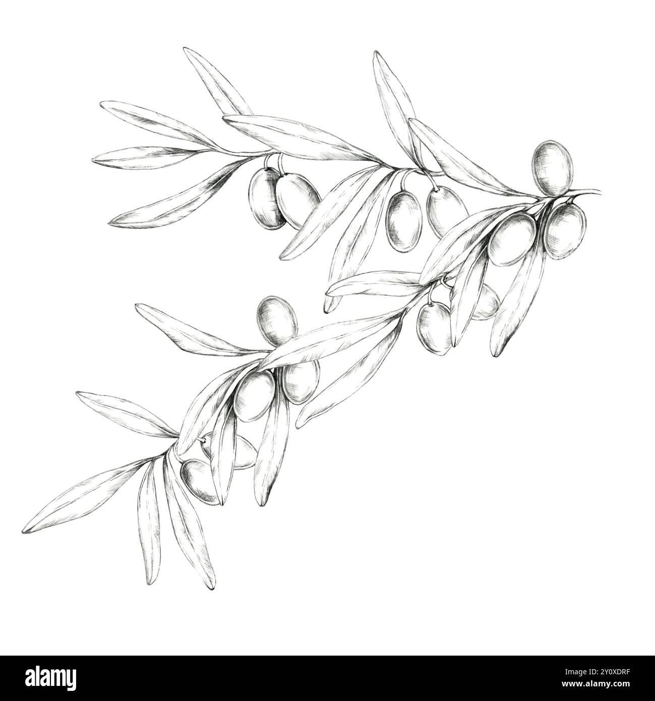 Olive branch pencil drawing clipart with detailed shading, capturing ...
