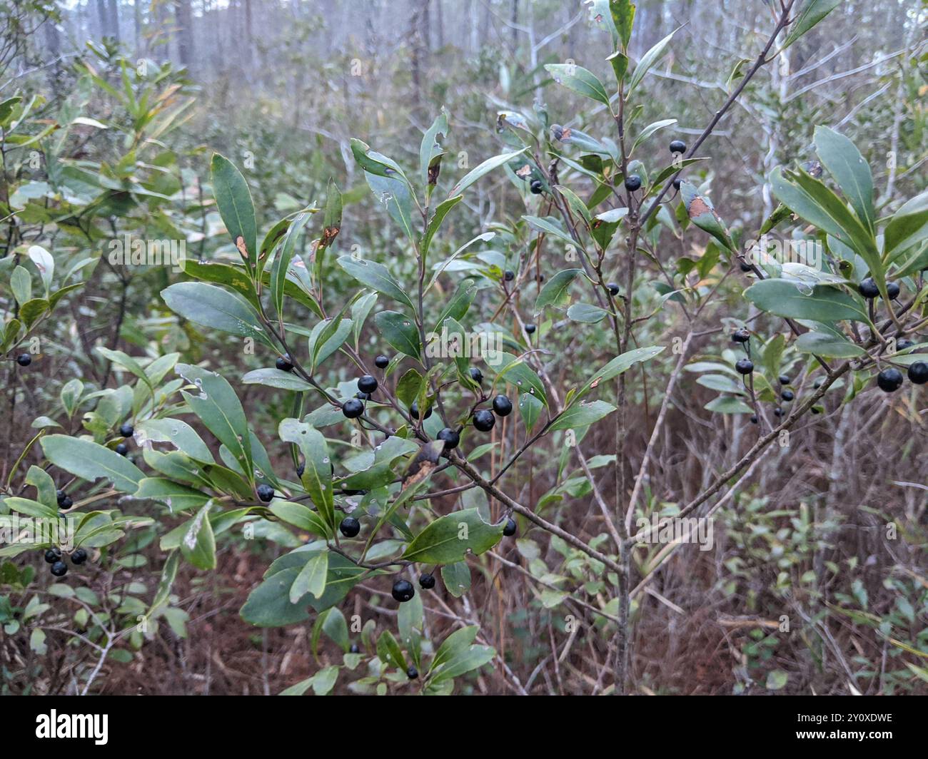 gallberry (Ilex glabra) Plantae Stock Photo - Alamy