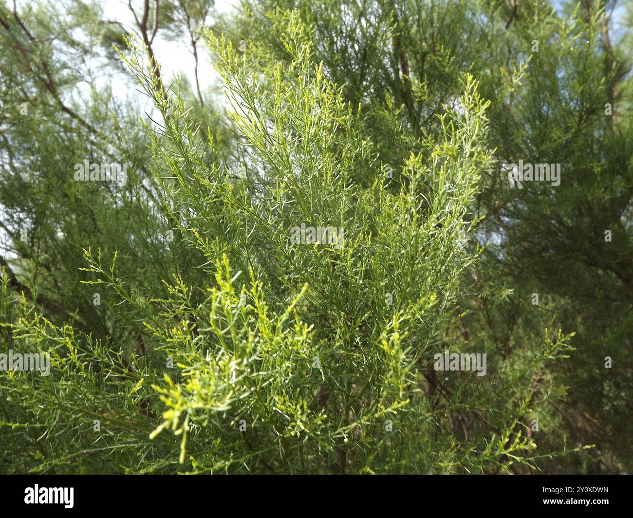 Redshanks (Adenostoma sparsifolium) Plantae Stock Photo - Alamy