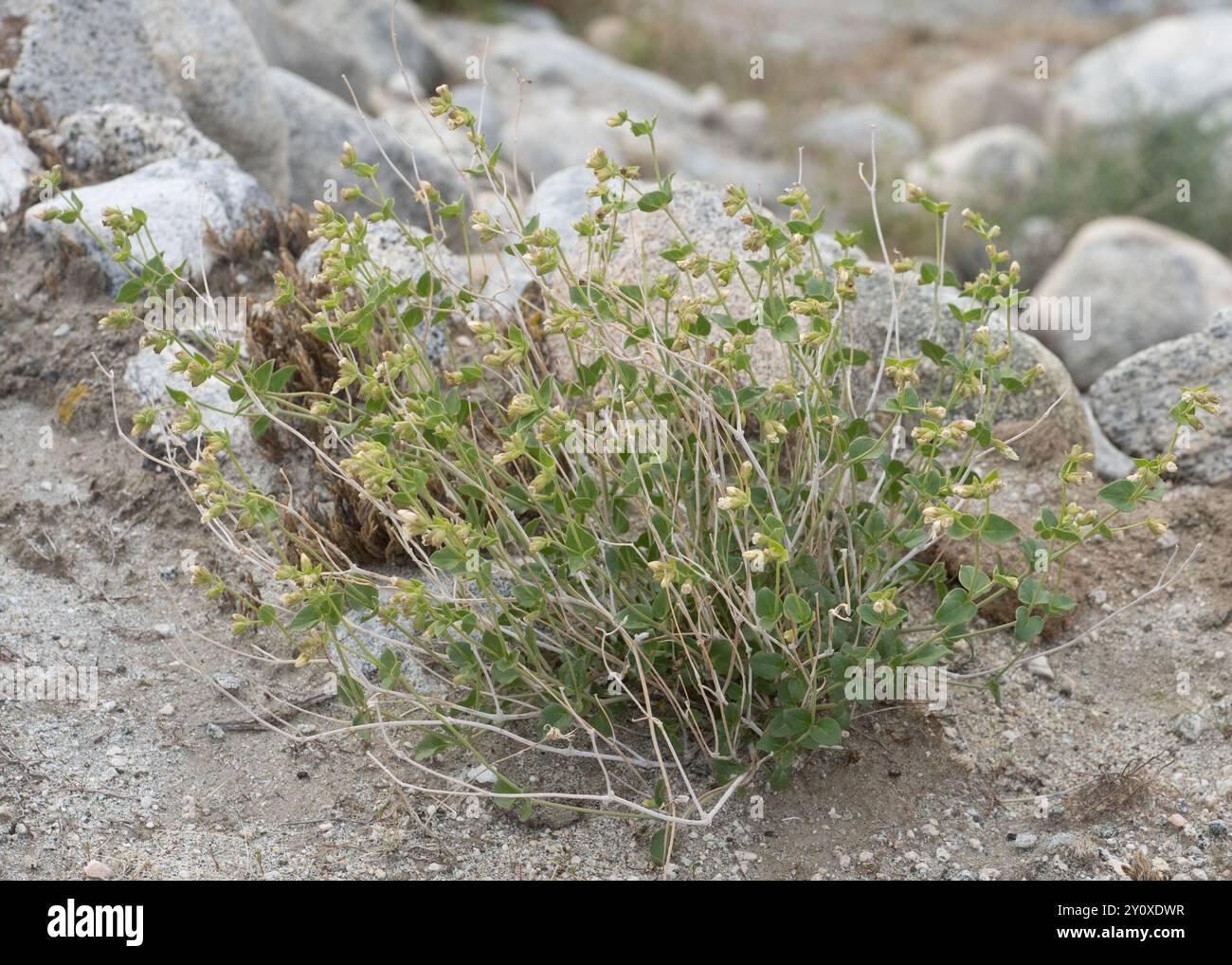 Wishbone Bush (Mirabilis laevis) Plantae Stock Photo - Alamy