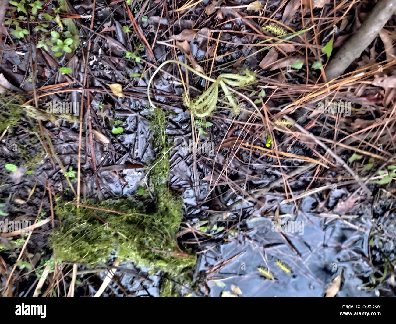 swollen bladderwort (Utricularia inflata) Plantae Stock Photo - Alamy