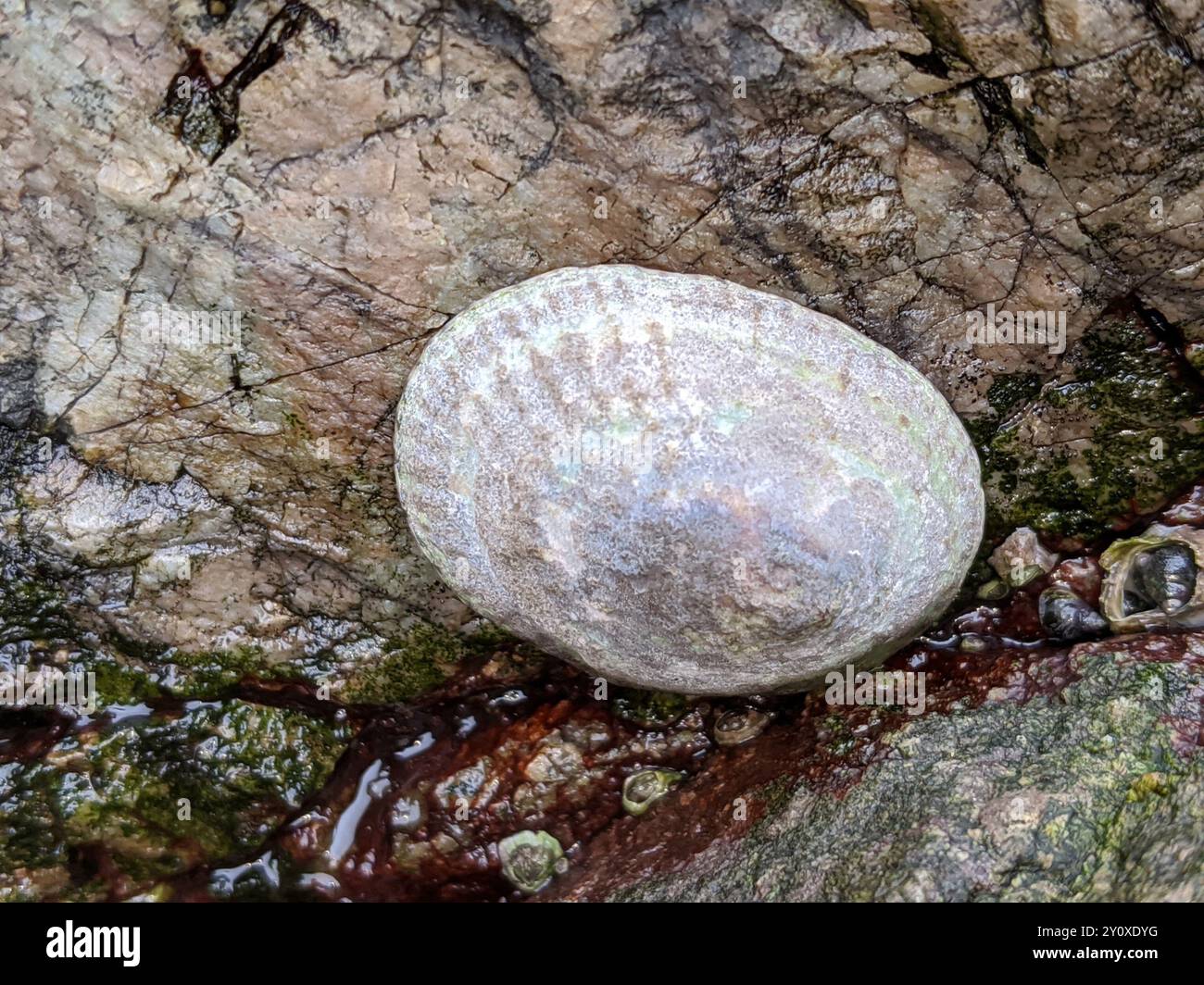 Mask Limpet (Lottia persona) Mollusca Stock Photo - Alamy
