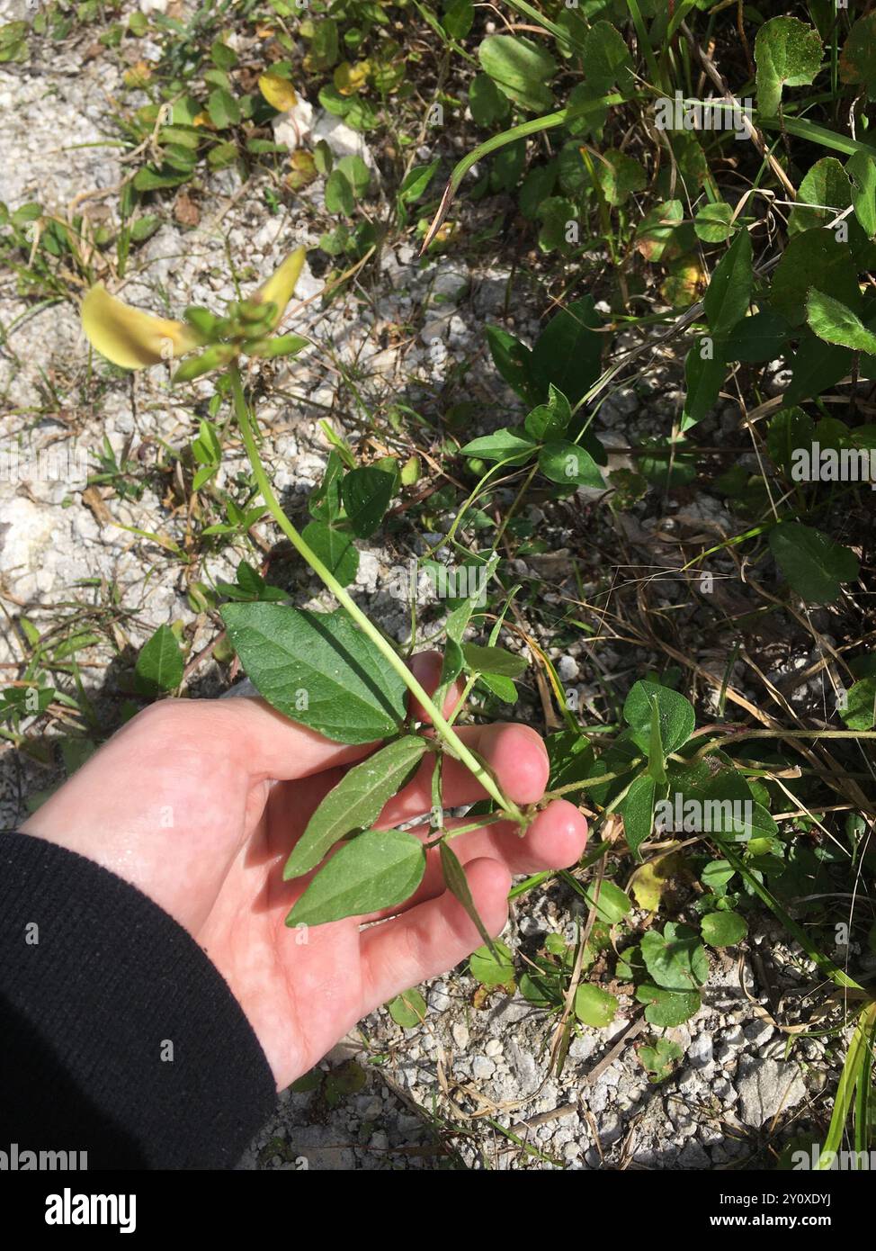 Wild Cowpea (Vigna luteola) Plantae Stock Photo - Alamy