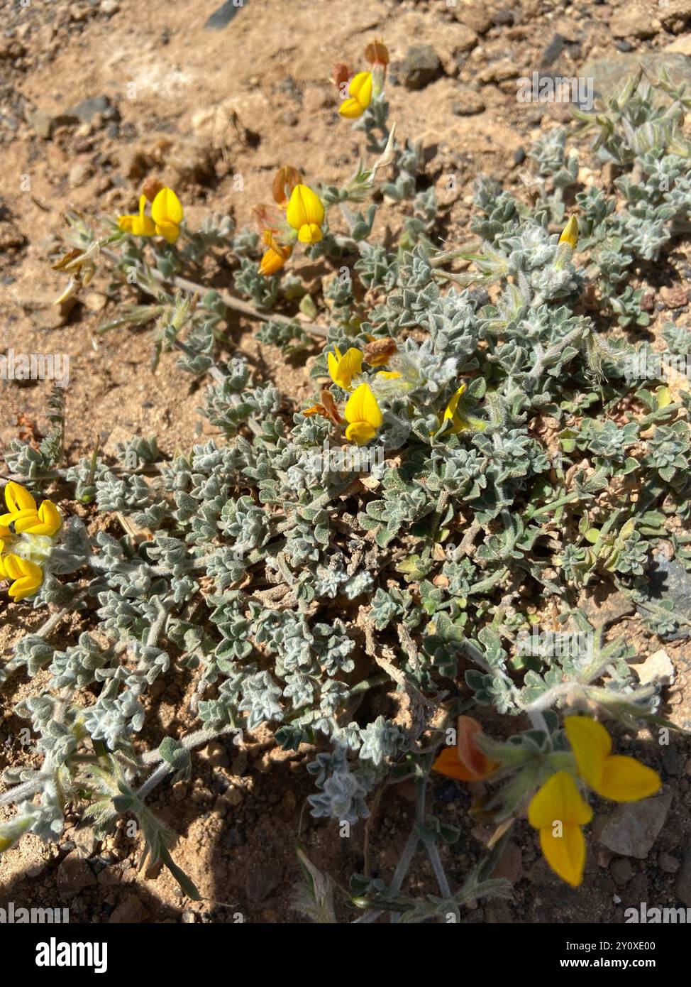 (Lotus lancerottensis) Plantae Stock Photo - Alamy