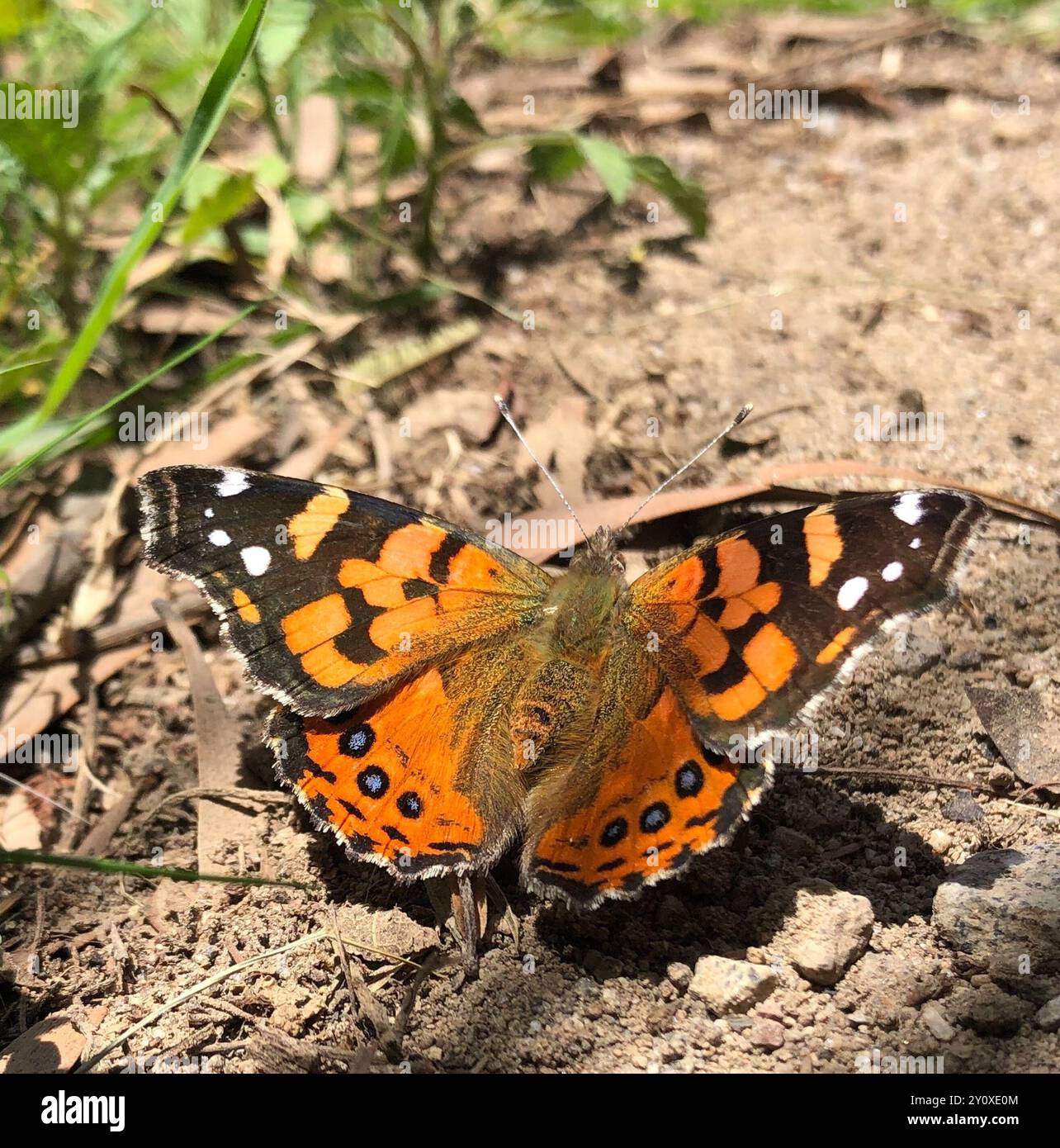 Subtropical Lady (Vanessa carye) Insecta Stock Photo - Alamy