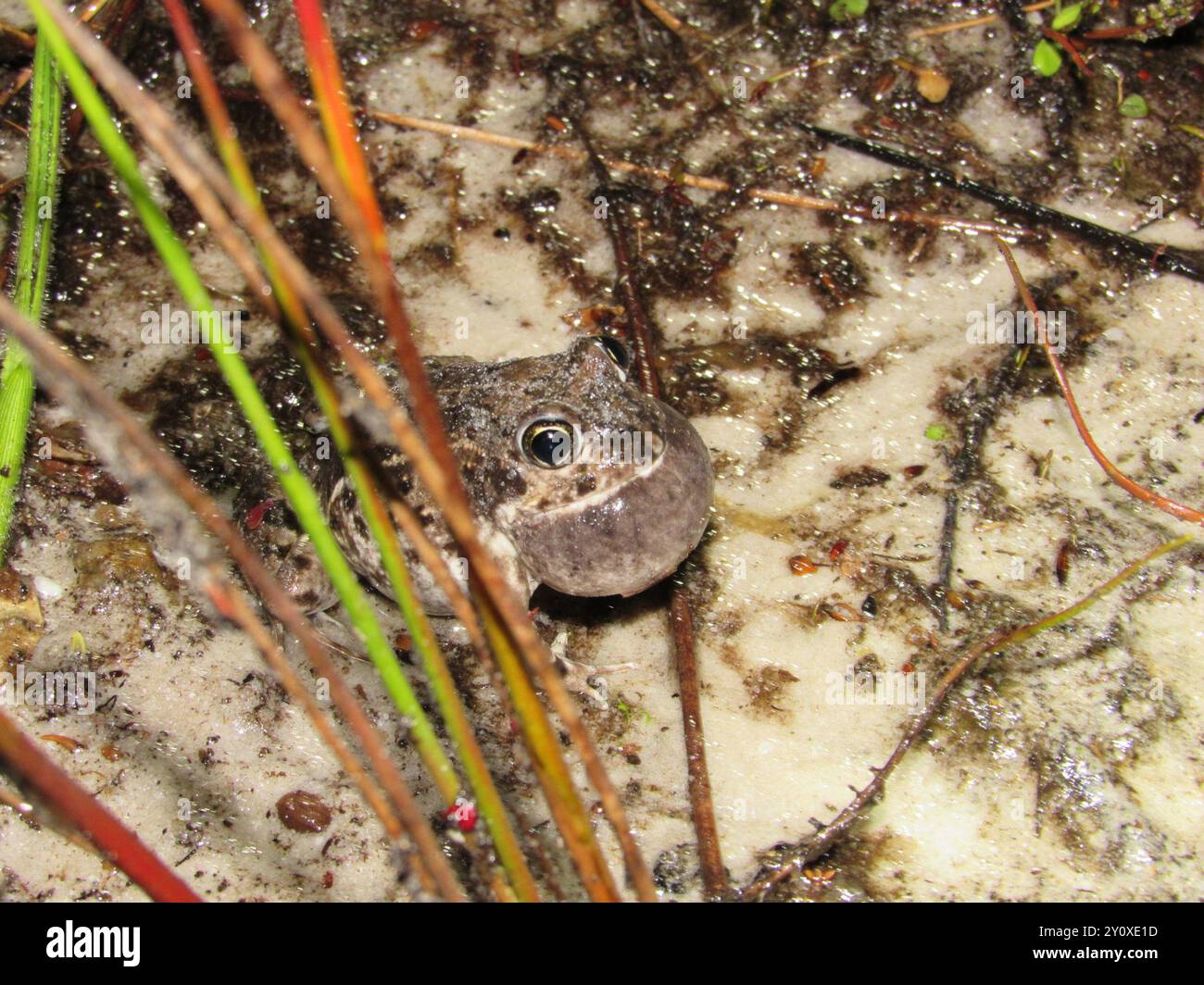 Cape sand frog (Tomopterna delalandii) Amphibia Stock Photo - Alamy