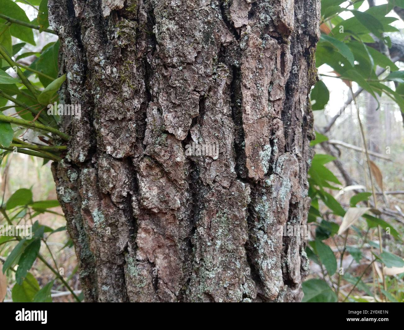 Swamp Bay (Persea palustris) Plantae Stock Photo - Alamy