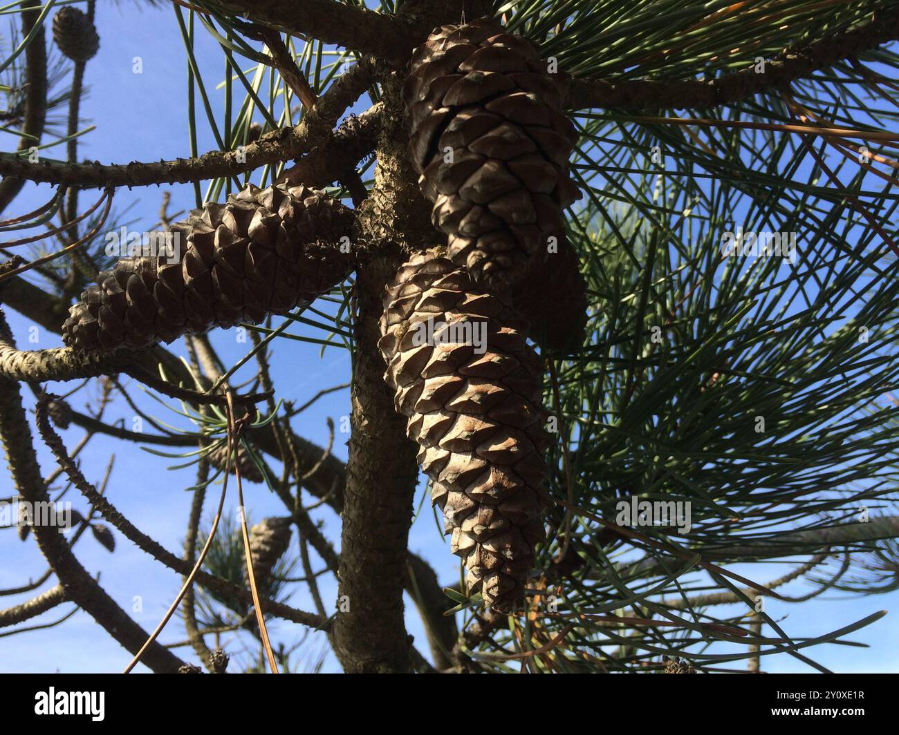 maritime pine (Pinus pinaster) Plantae Stock Photo - Alamy