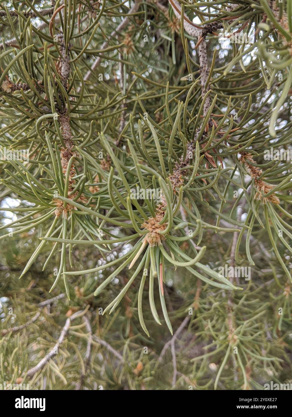 singleleaf pinyon (Pinus monophylla) Plantae Stock Photo - Alamy