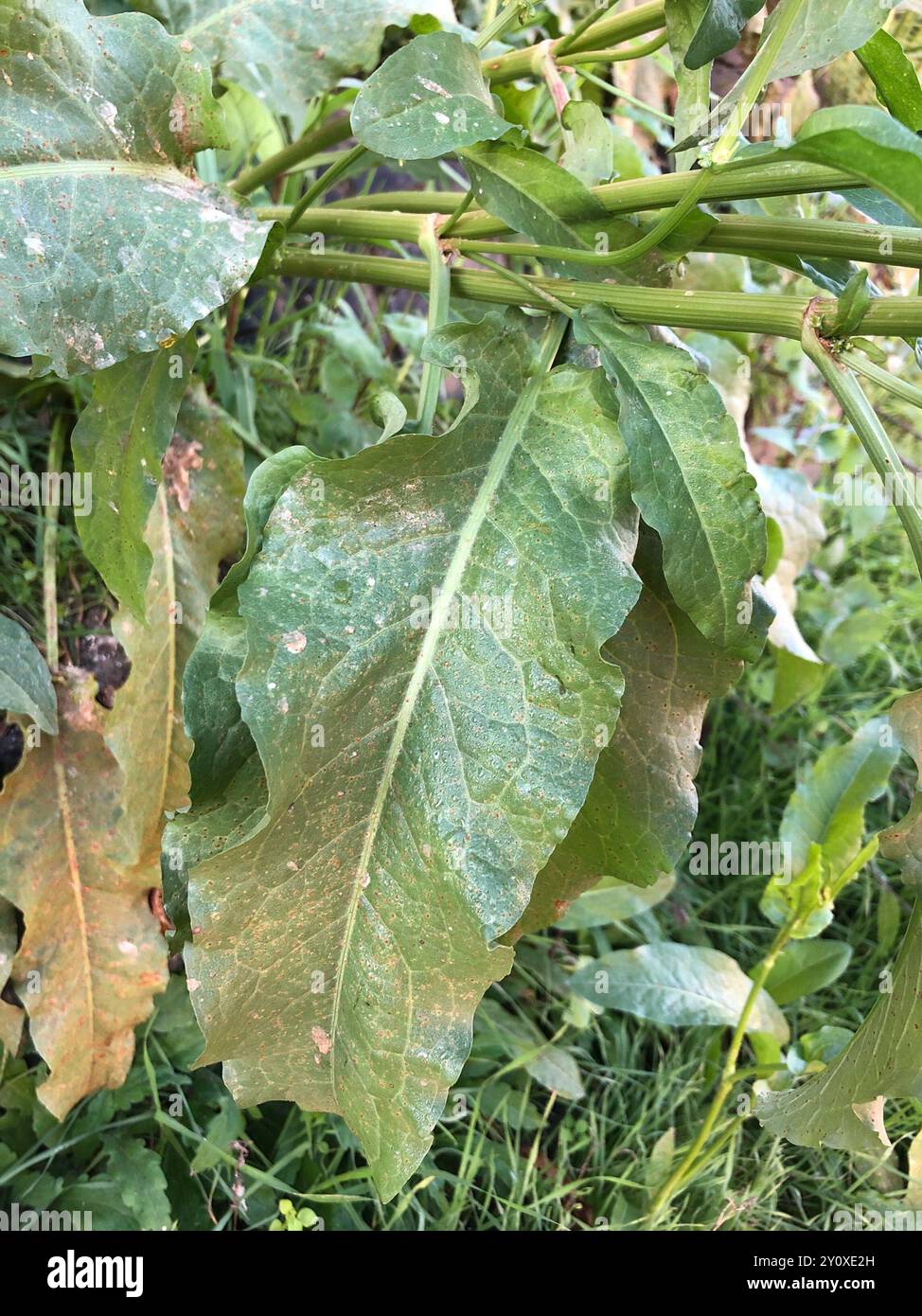 Clustered Dock (Rumex conglomeratus) Plantae Stock Photo - Alamy