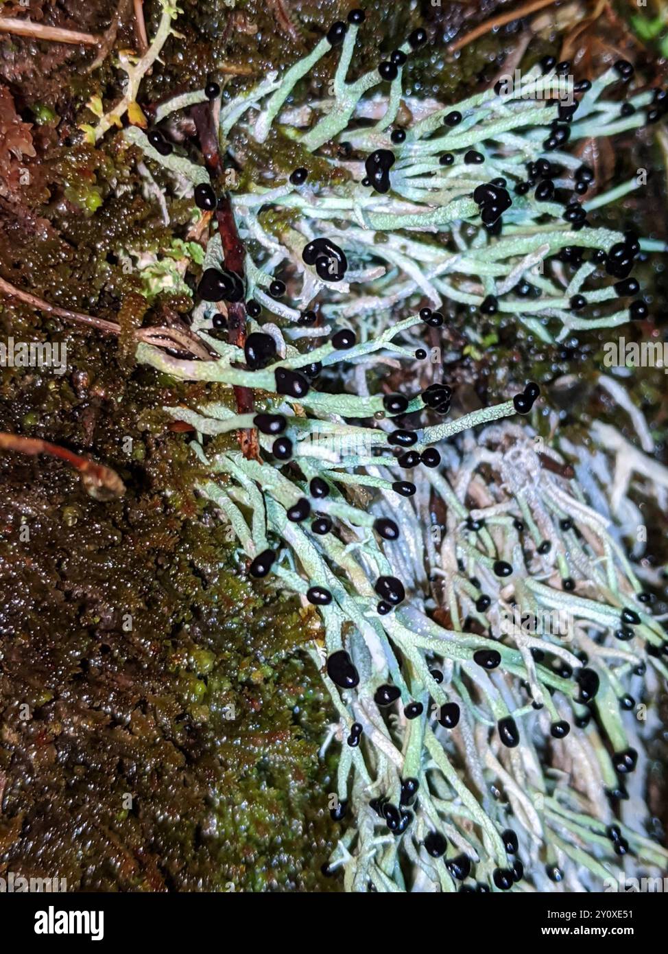 Devil's matchstick (Pilophorus acicularis) Fungi Stock Photo - Alamy