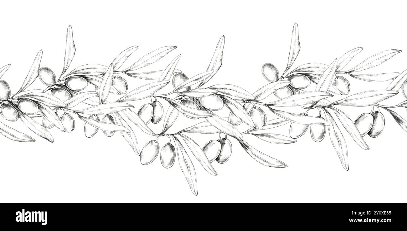 A finely detailed olive branch pencil drawing clipart designed in a ...