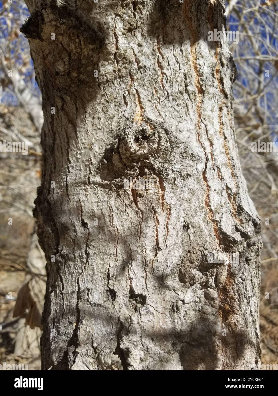 Fremont Cottonwood (Populus fremontii) Plantae Stock Photo - Alamy
