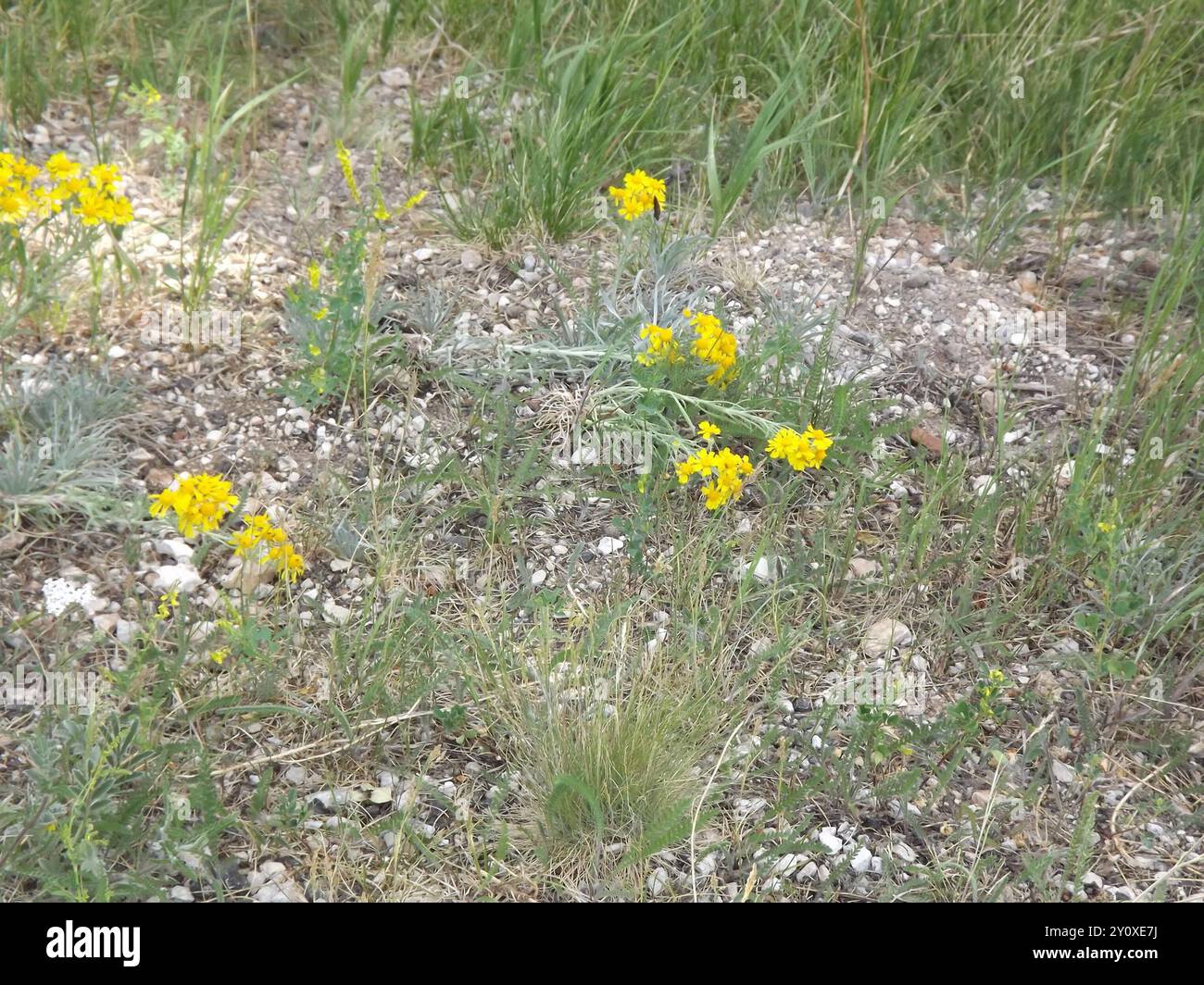 Arizona Rubberweed (Hymenoxys subintegra) Plantae Stock Photo - Alamy
