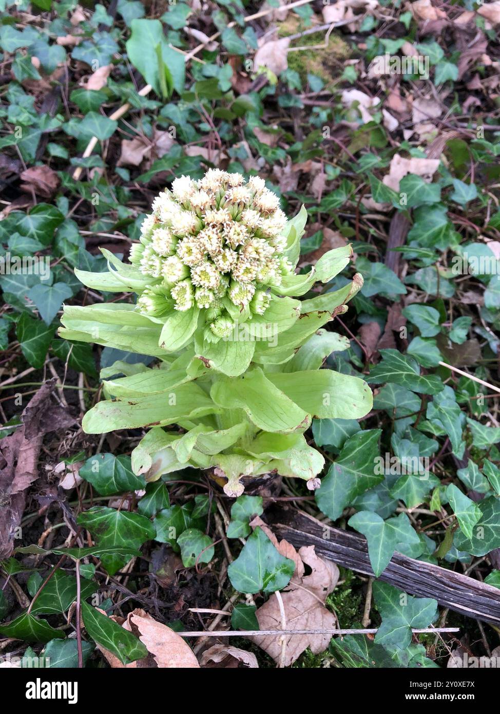 Giant Butterbur (Petasites japonicus) Plantae Stock Photo - Alamy