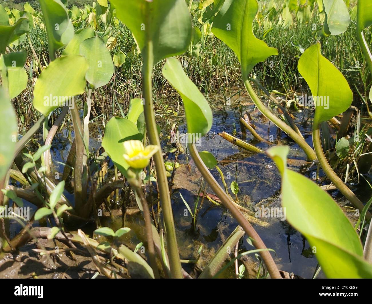 Yellow velvetleaf (Limnocharis flava) Plantae Stock Photo - Alamy