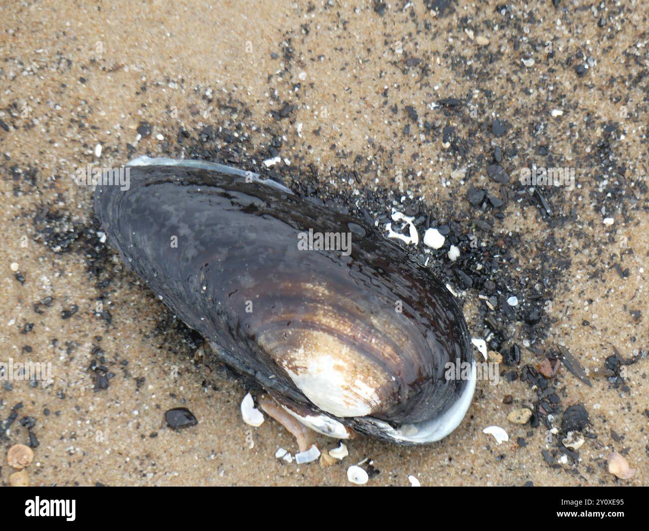 Swollen River-mussel (Unio tumidus) Mollusca Stock Photo - Alamy